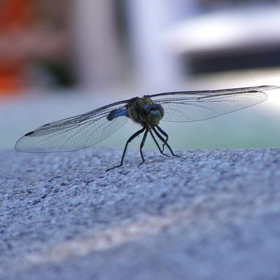 Dragonfly - KDE Store