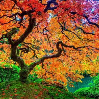 Maple leaf tree autumn - KDE Store
