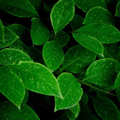 green-leafs - KDE Store