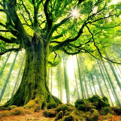 green_tree - KDE Store