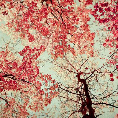 nature_red_tree_leafs - KDE Store