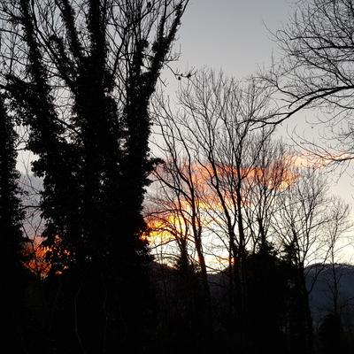 trees at sunset - KDE Store