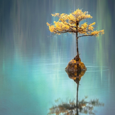 TREE IN THE MIDDLE OF THE LAKE - KDE Store