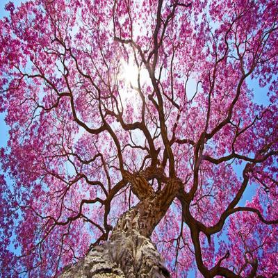 CHERRY BLOSSOM TREE - KDE Store
