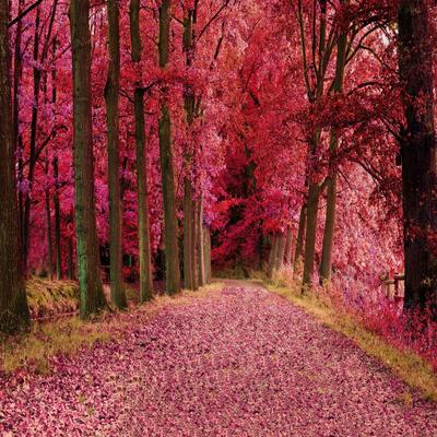 AUTUMN FALL TREE PATH - KDE Store