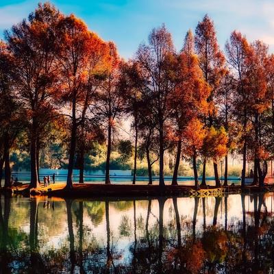 Autumn Trees Lake Reflection - KDE Store