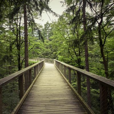 Wooden Bridge Through Trees - KDE Store