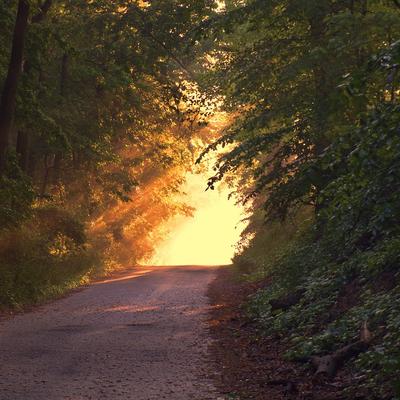 Sun Shining Upon Forest Path - KDE Store