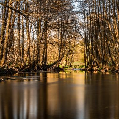 River Through Trees - KDE Store