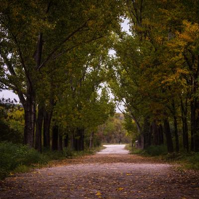 Road Through Calm Tree Line - KDE Store
