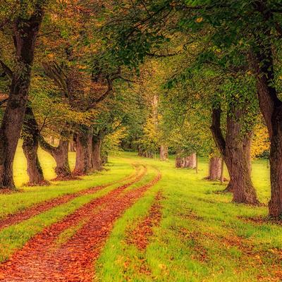 Path Through Trees- HD/4K - KDE Store