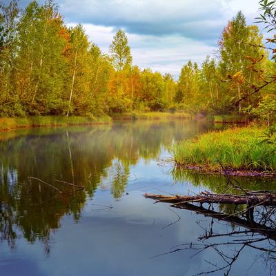 River Through Forest Landscape- HD/4K - KDE Store