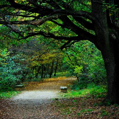 Road Near Forest- HD/4K - KDE Store