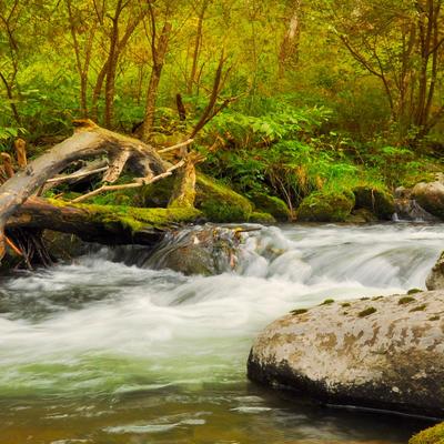 River Through Scenic Forest- HD/4K - KDE Store