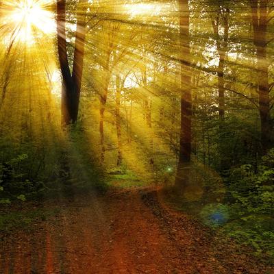 Sunshine Through Forest Road Scenery- FHD/4K - KDE Store