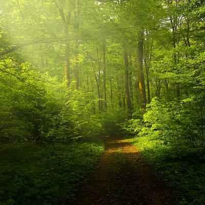 Sun-Rays Through Green Forest- FHD/4K - KDE Store