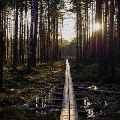 River between trees - KDE Store