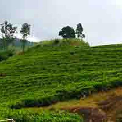 Tea Garden - KDE Store