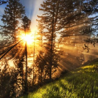 Sunset through trees - KDE Store