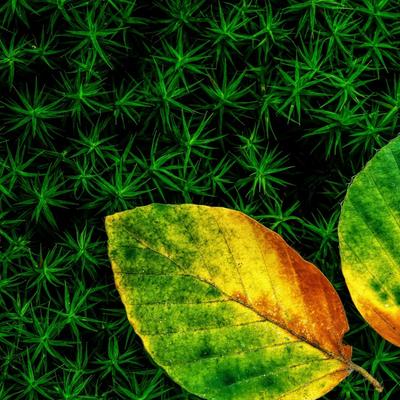 Wonderful leaves - KDE Store