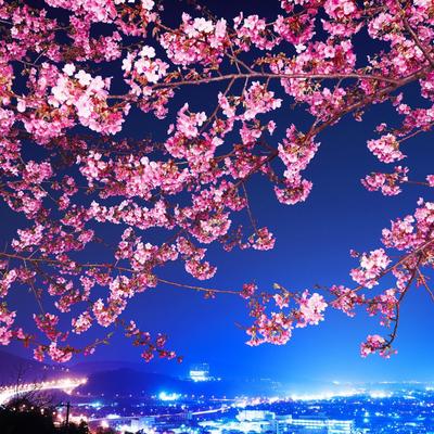 Lovely Cherry blossom - KDE Store