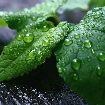 Fresh mint leaves - KDE Store