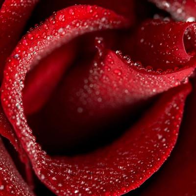 Macro rose - KDE Store