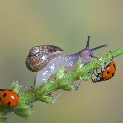 Snail and Ladybugs - KDE Store