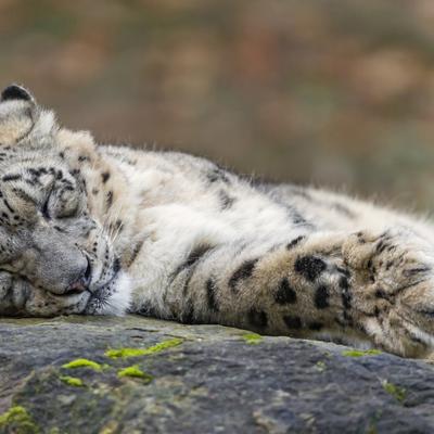 Snow Leopard - KDE Store