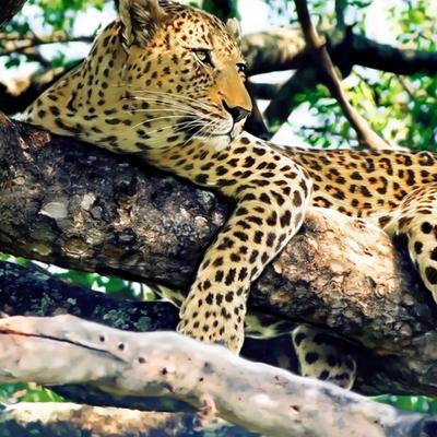 Leopard Relaxing - KDE Store