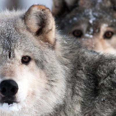 Alfa Wolf - KDE Store