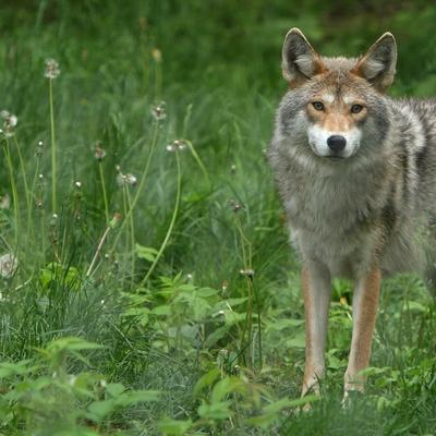 Lonely Wolf - KDE Store