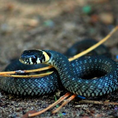 Curious Snake - KDE Store