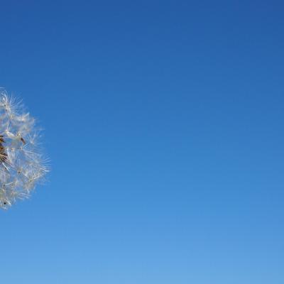 Dandelion - KDE Store