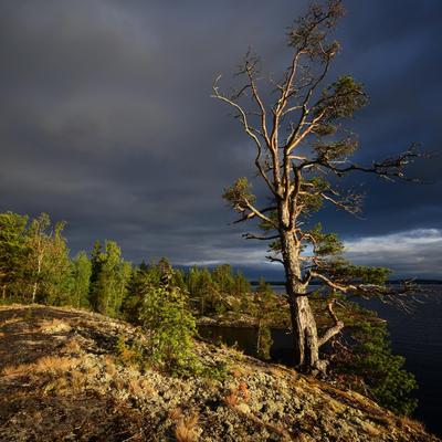 Pine Forest - KDE Store