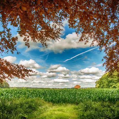 Spring Forest - KDE Store