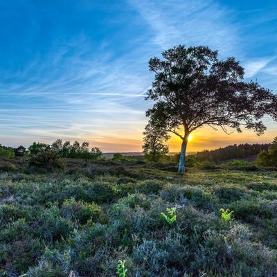 Single Tree - KDE Store