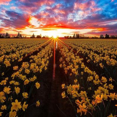 Yellow Flower Valley - KDE Store