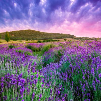 Lavender - KDE Store