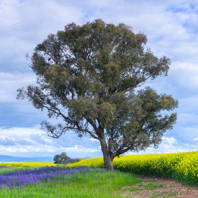 Single Tree - KDE Store