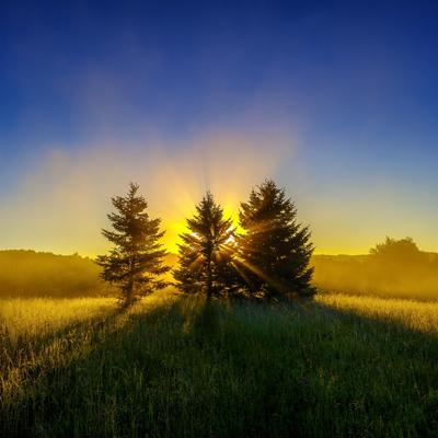 Through Trees - KDE Store