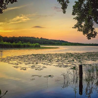 Tree Forest - KDE Store