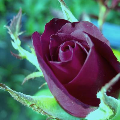 Macro Rose - KDE Store