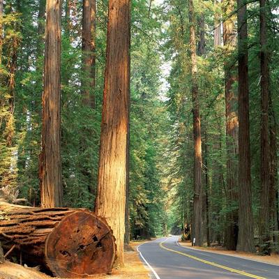 Tree Road - KDE Store