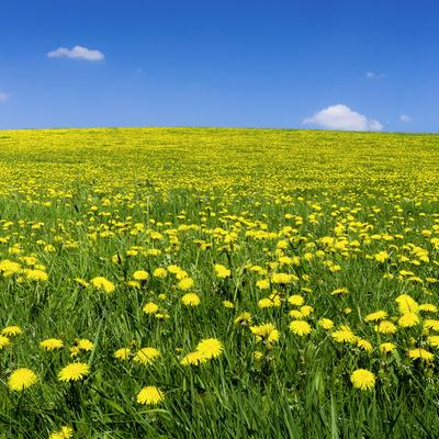 Dandelions - KDE Store