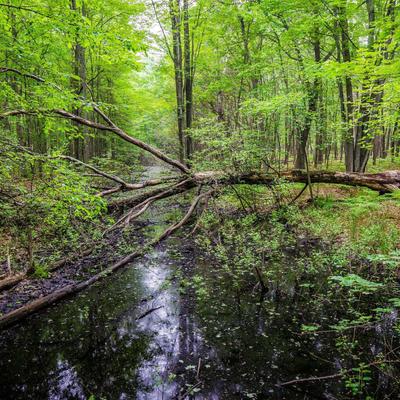 Forest River - KDE Store