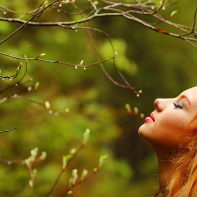 Spring Forest - KDE Store