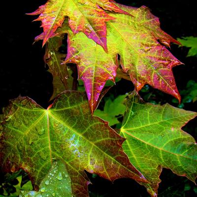 Maple Leaves - KDE Store