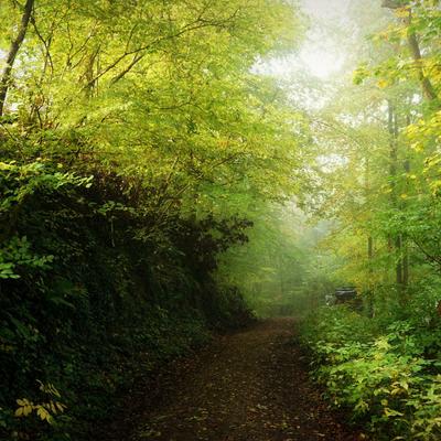 Tree Road - KDE Store