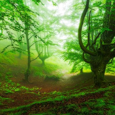 Green Forest - KDE Store
